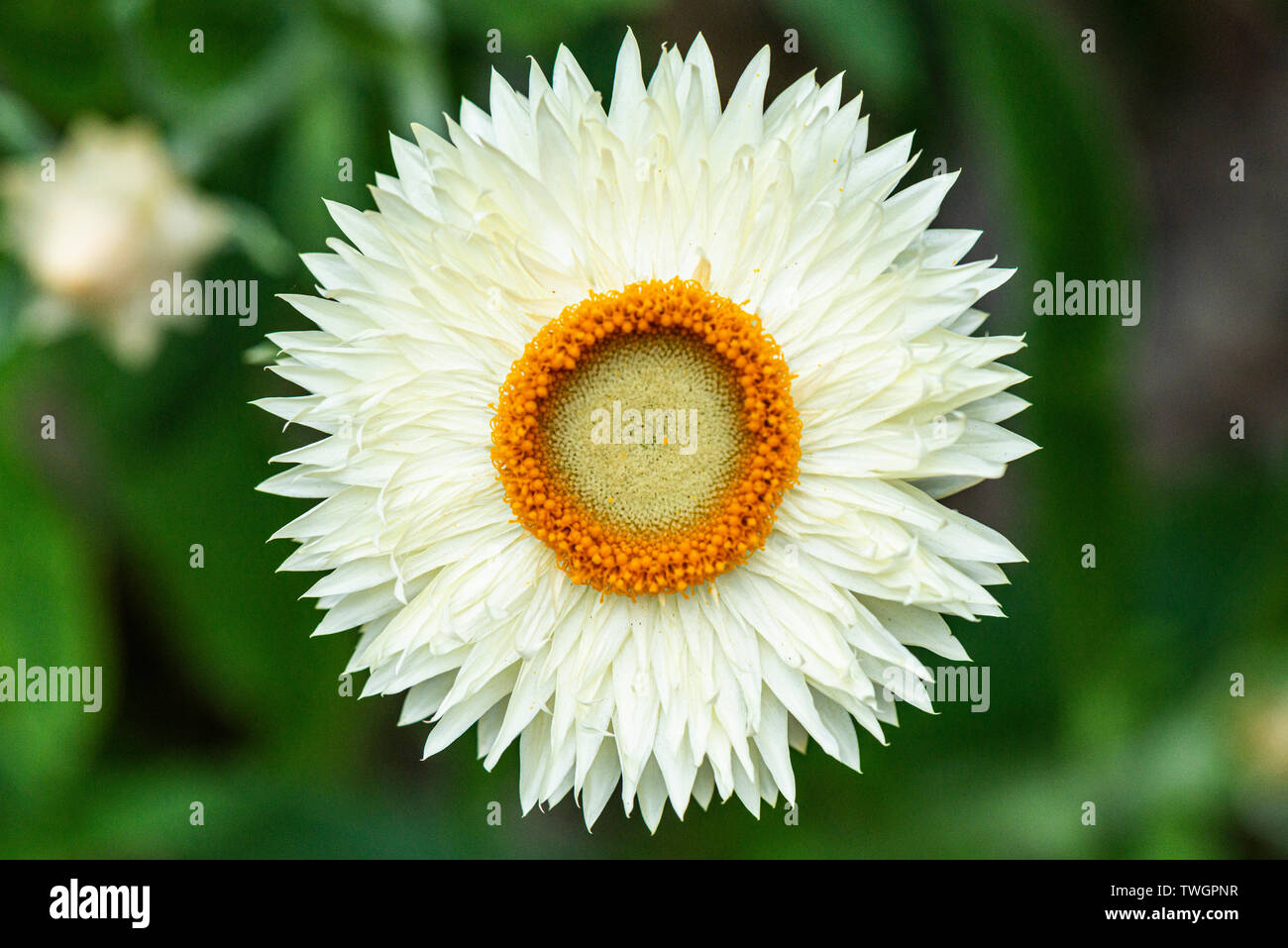 Everlasting flower (Xerochrysum bracteatum Stock Photo - Alamy