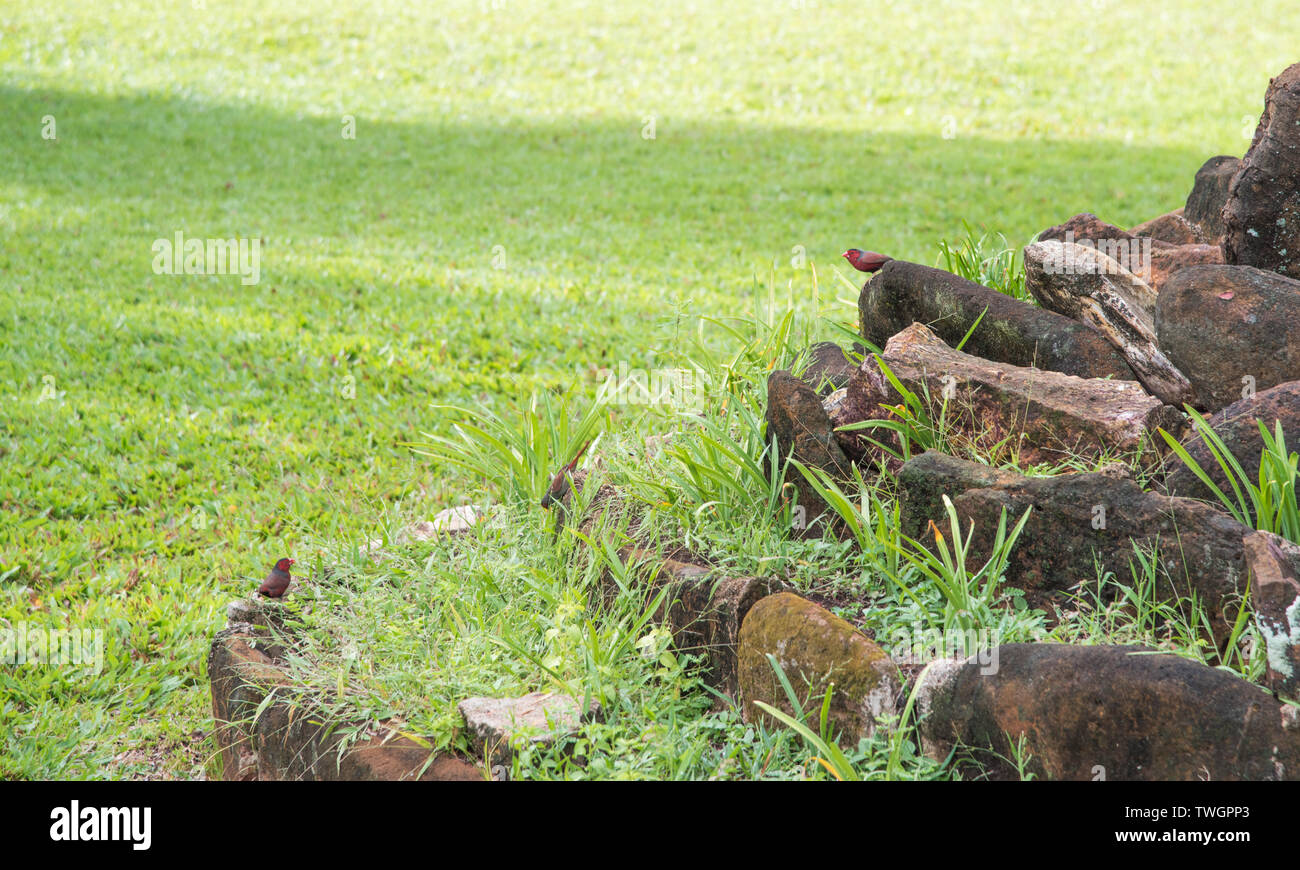 Two crimson finches on outdoor garden rock feature in tropical Darwin ...