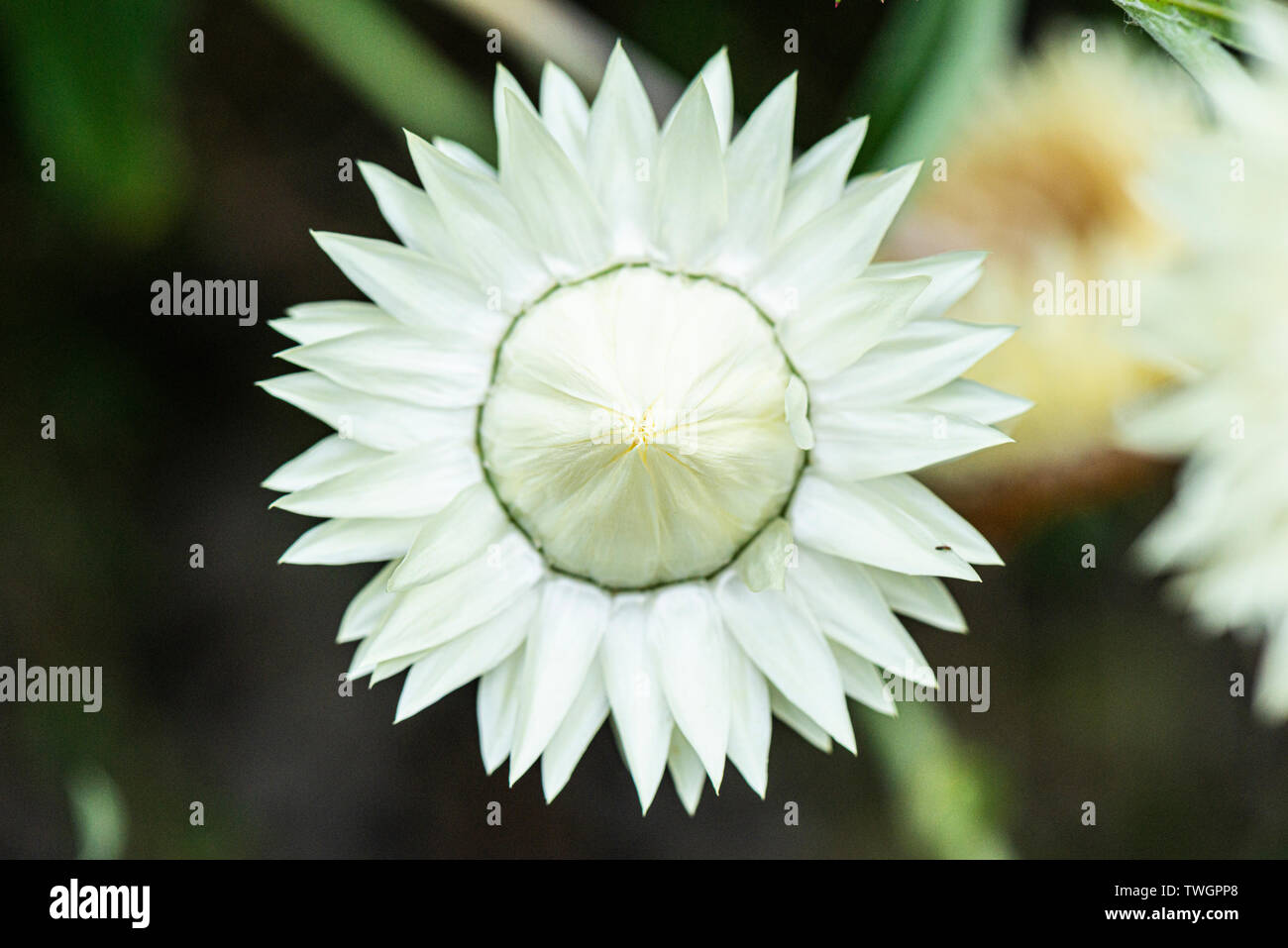 Ever lasting flower hi-res stock photography and images - Alamy