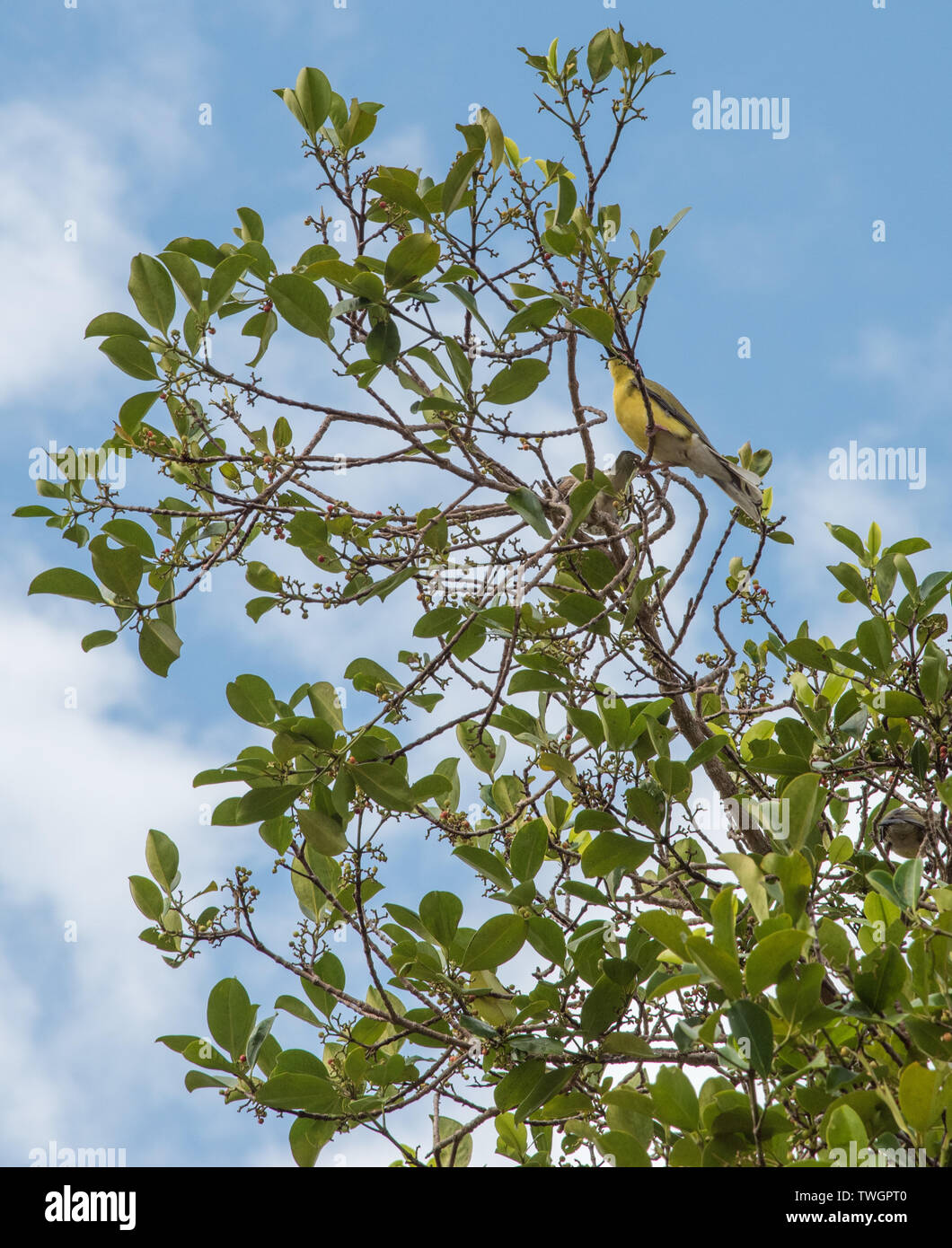 Isolated colourful Australasian fig bird in tropical tree under a blue ...
