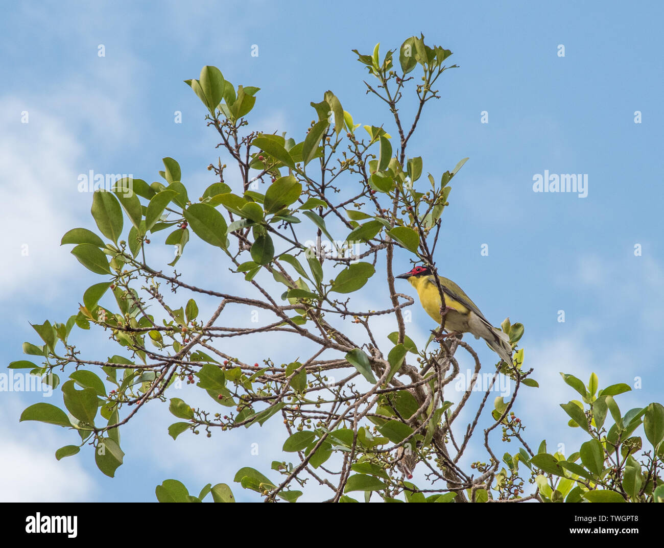 Isolated colourful Australasian fig bird in tropical tree under a blue ...