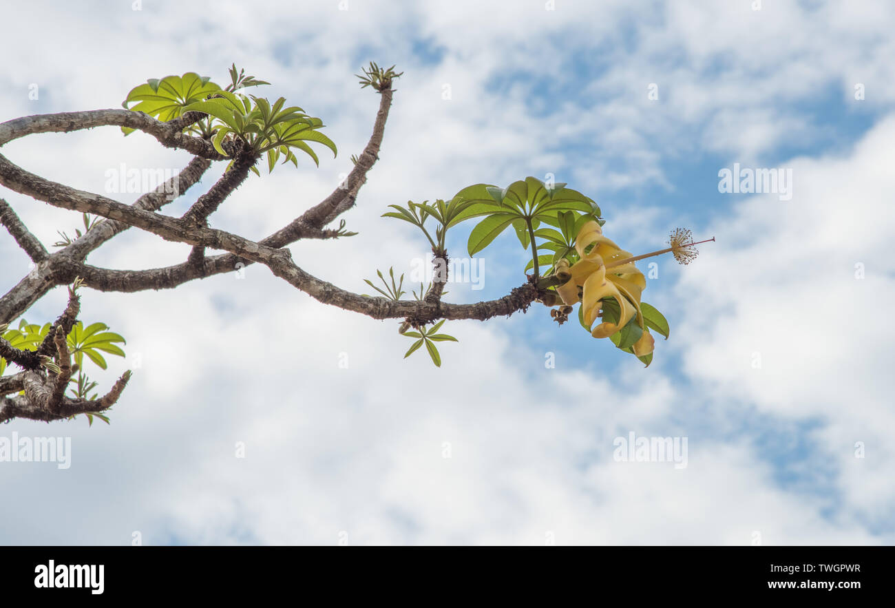 Yellow flowering baobab tree under a blue sky with clouds in tropical ...