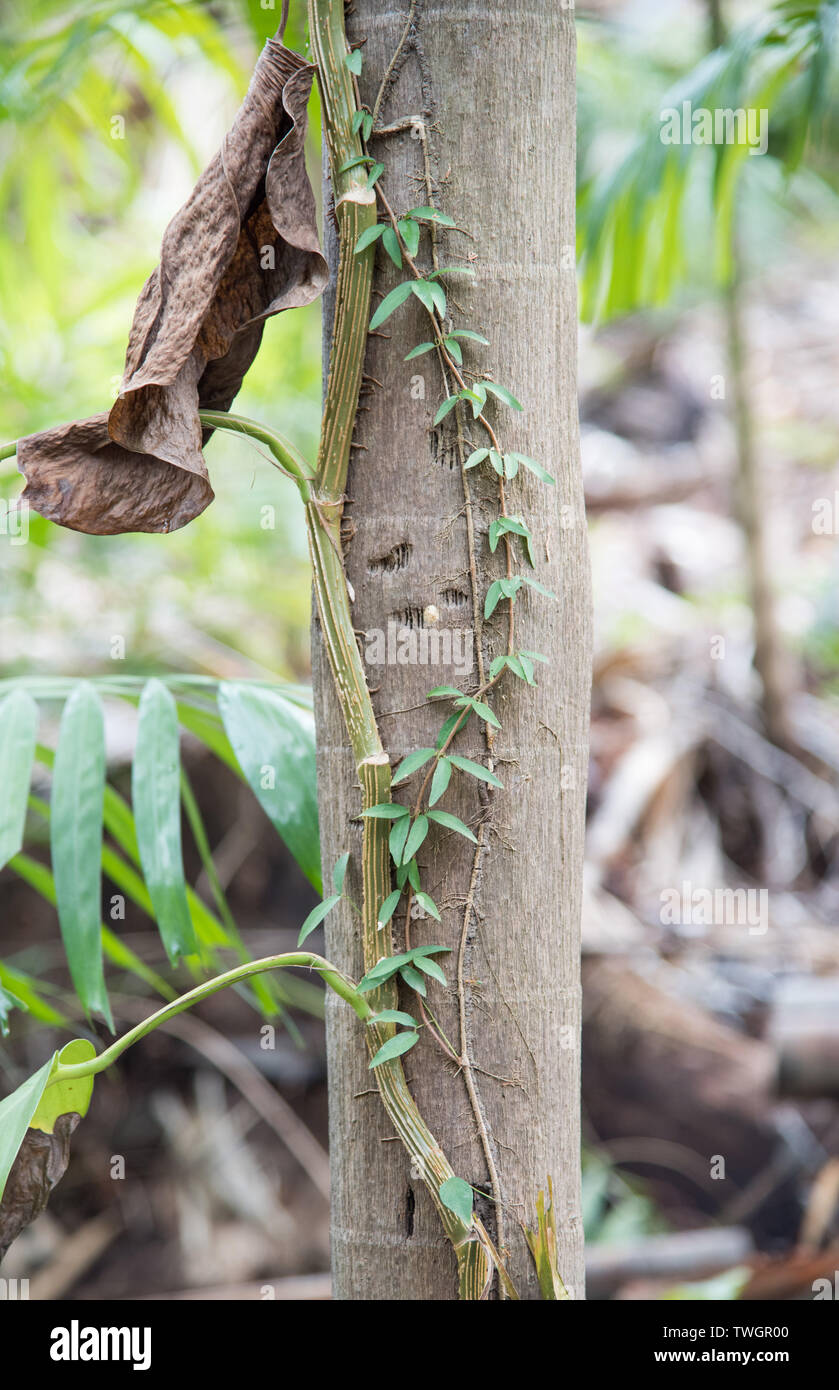 Vines growing up tree trunk in a tropical rainforest in Darwin ...