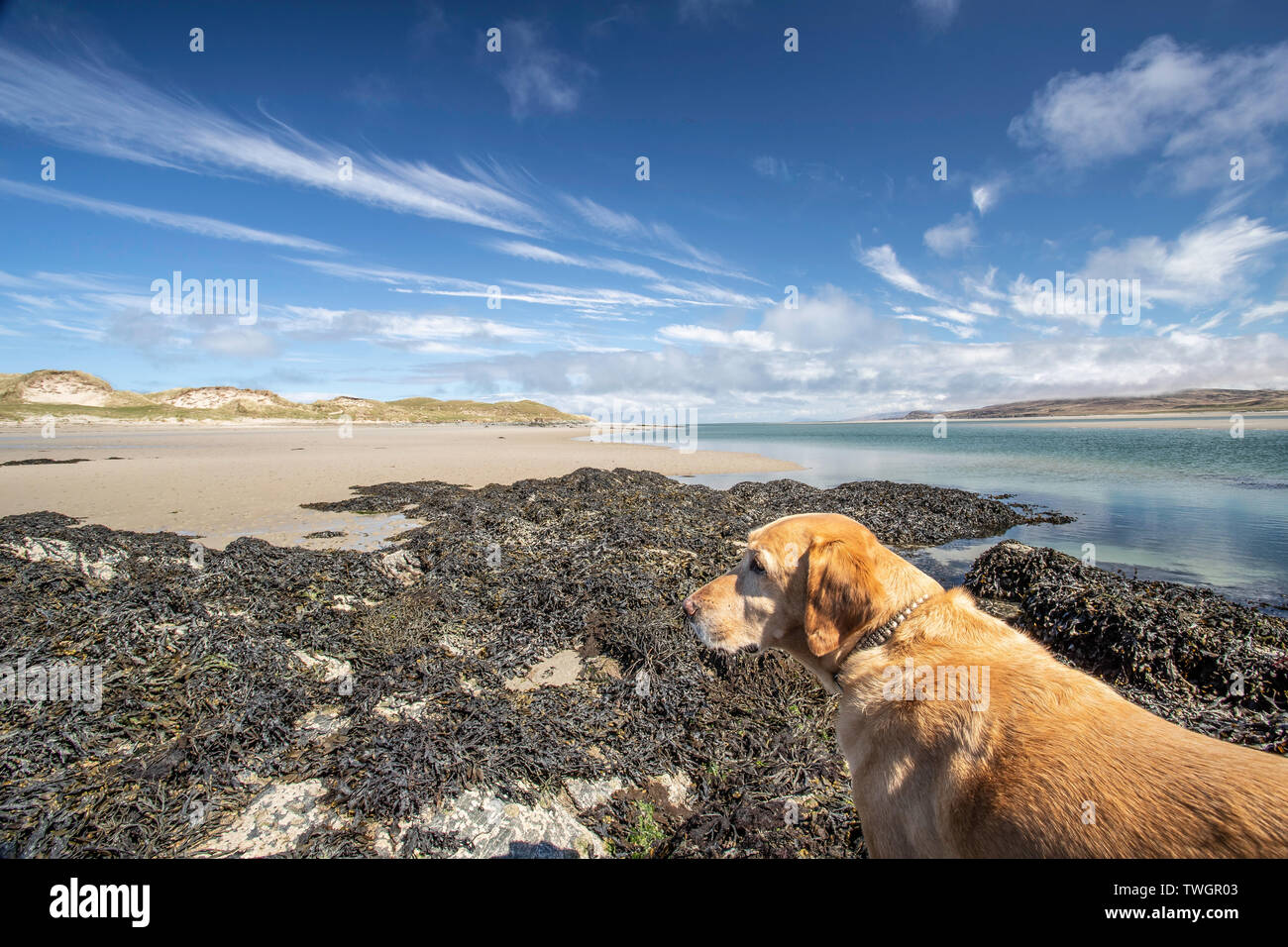 Mallory the rescue dog, enjoying his holiday Stock Photo - Alamy