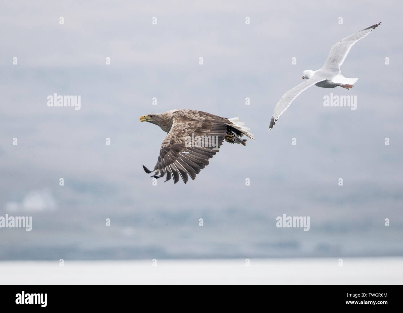 White Tailed Eagle in flight being mobbed by a common gull Stock Photo ...
