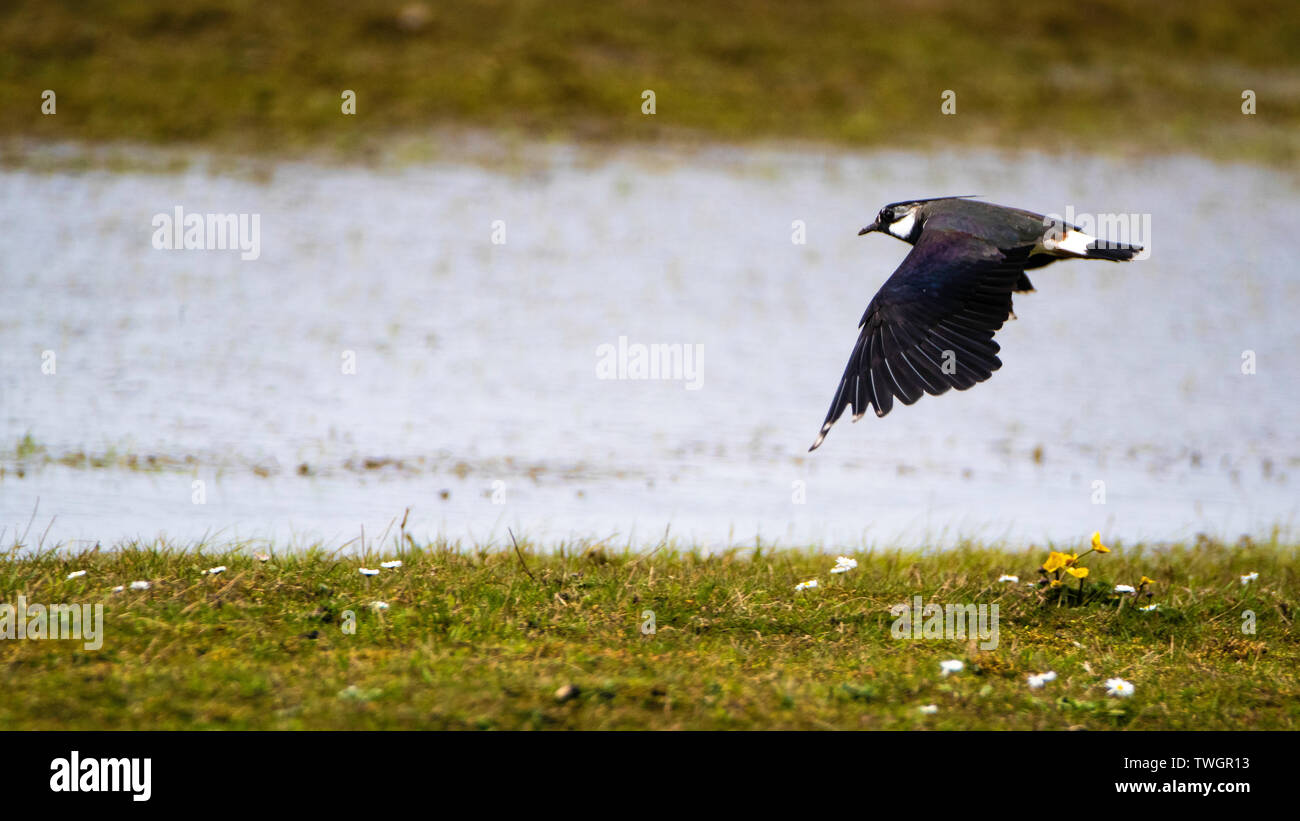 Northern Lapwing in flight, silhouetted against water Stock Photo - Alamy