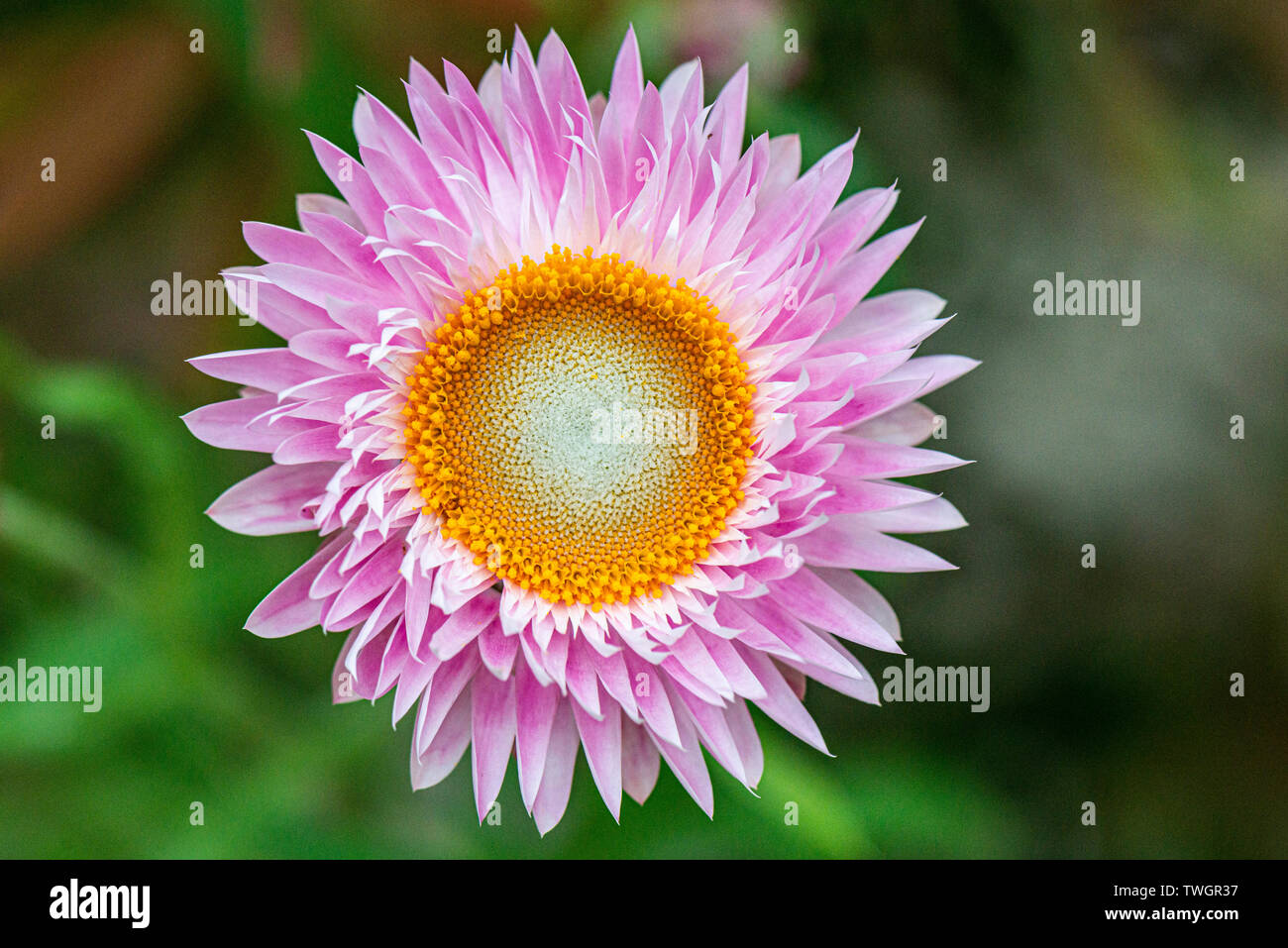 Ever Lasting Flower High Resolution Stock Photography and Images - Alamy