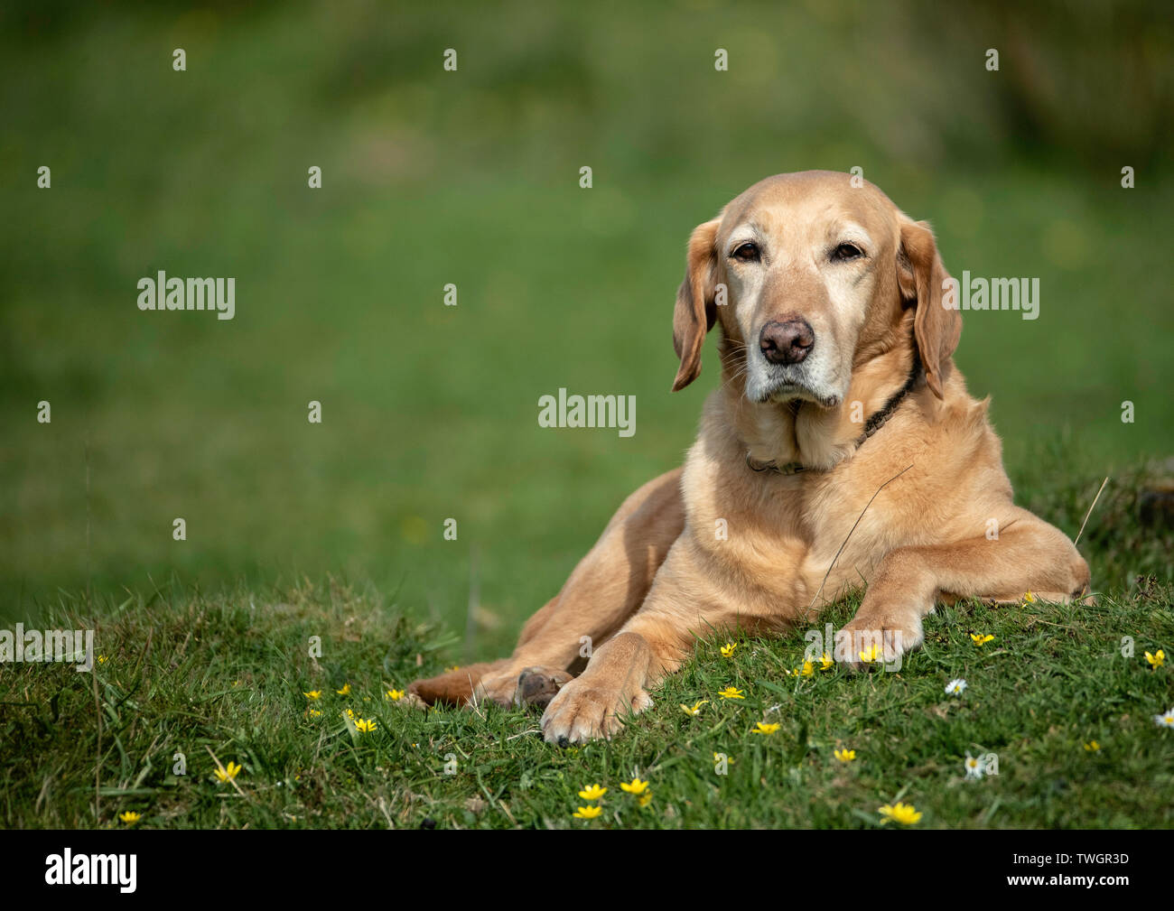 Mallory the rescue dog, enjoying his holiday Stock Photo - Alamy