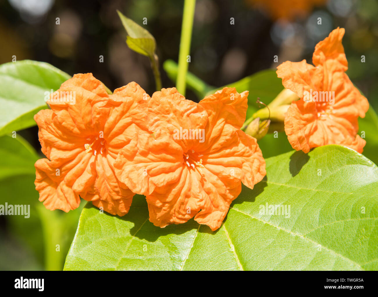 Bright orange cordia flowering tree in tropical Darwin, Australia Stock ...
