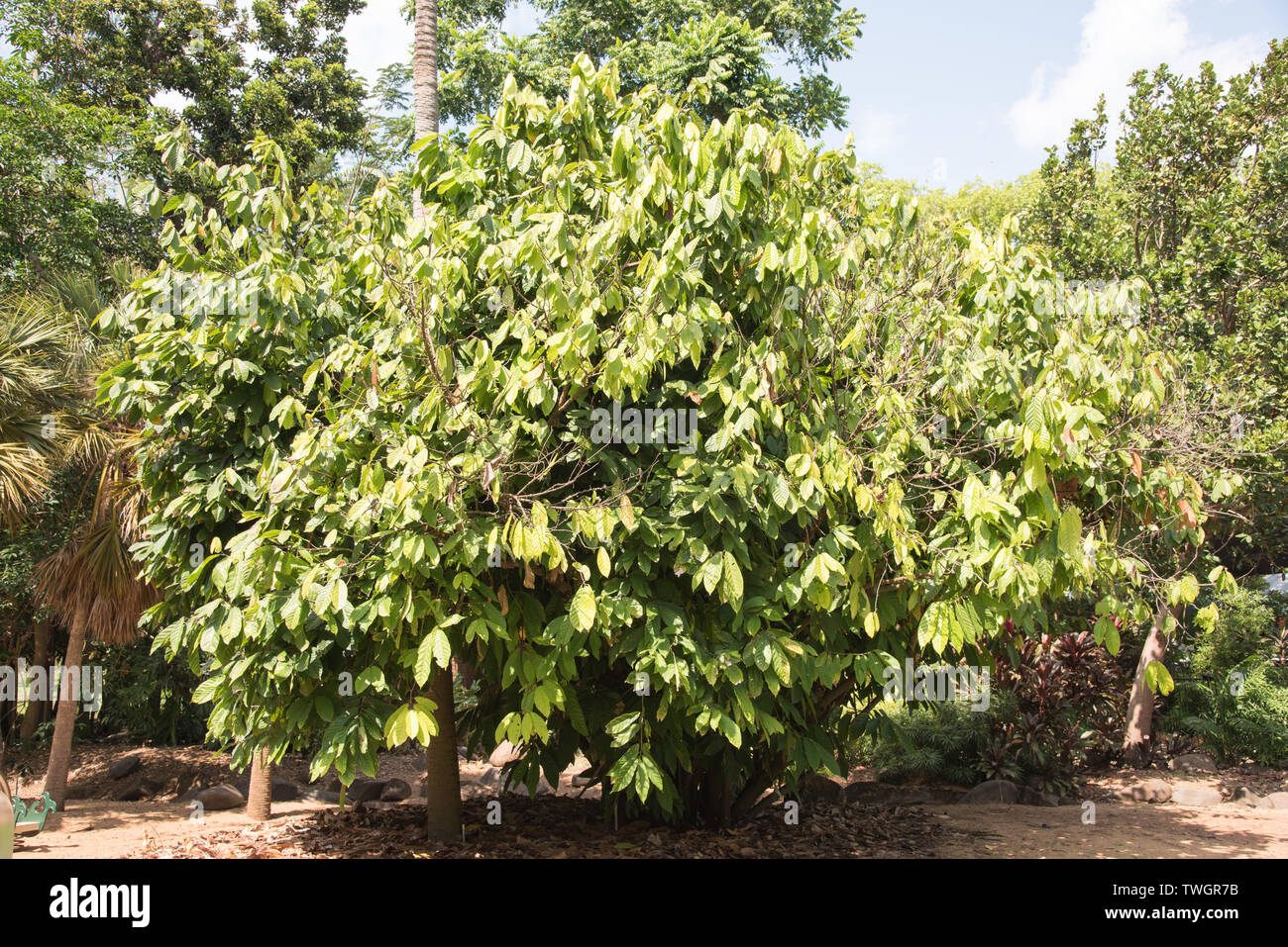 Large cacao tree growing on a sunny day in Darwin, Australia Stock ...