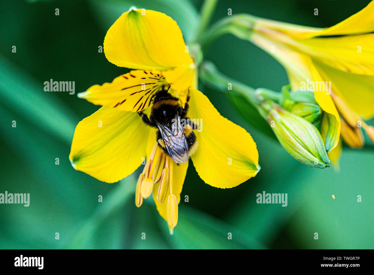 A bumble bee (Bombus) on the flower of a Peruvian lily (Alstroemeria ...