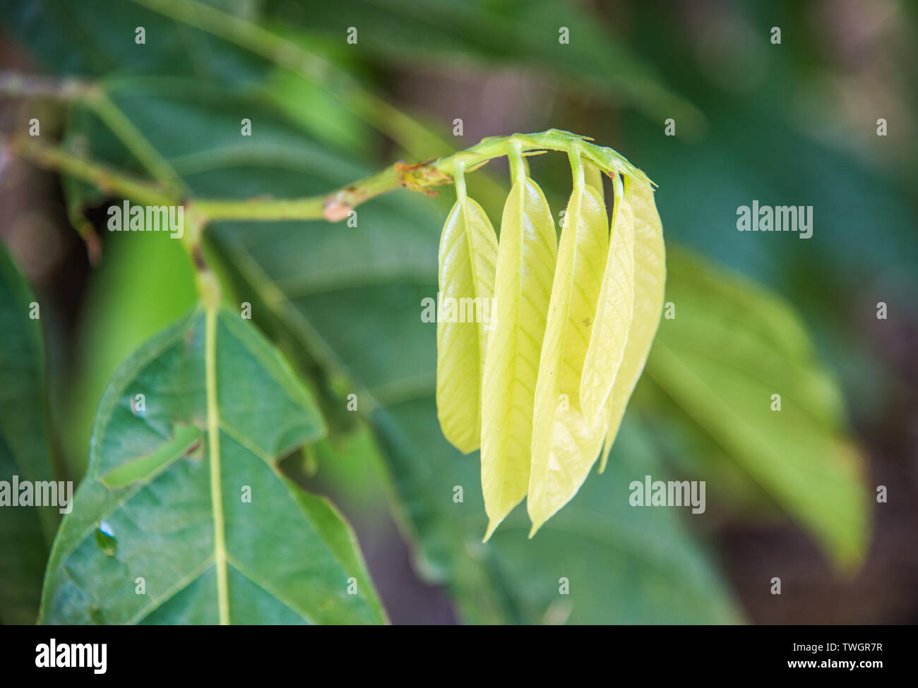 Four leaf stage hi-res stock photography and images - Alamy