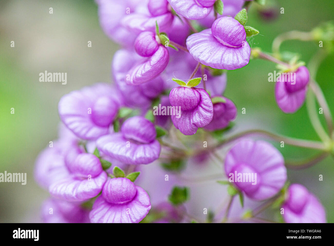 A close up of the flowers of a Calceolaria purpurea Stock Photo - Alamy