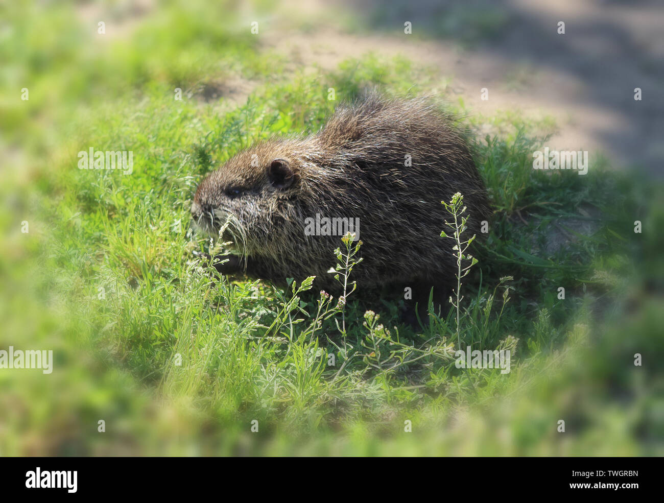 Baby muskrat hi-res stock photography and images - Alamy