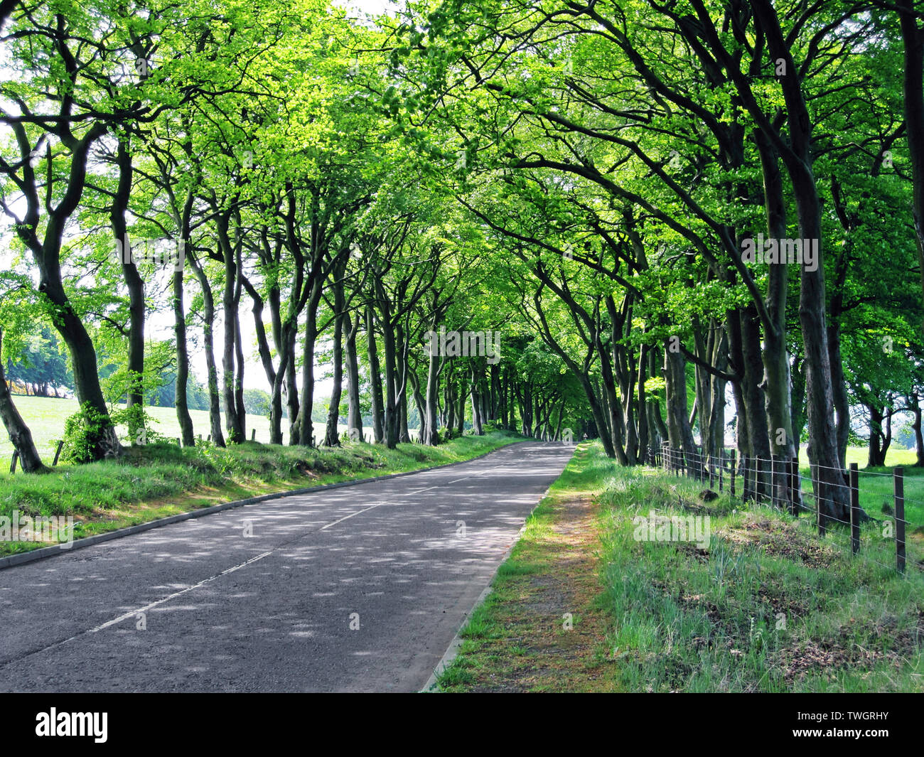 A Lane of Trees Stock Photo - Alamy