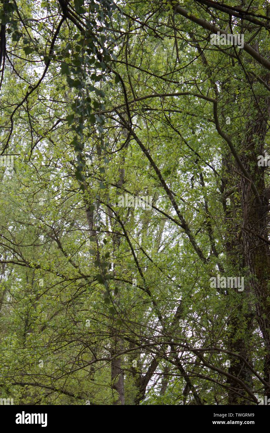 Leafy tree branches Stock Photo - Alamy