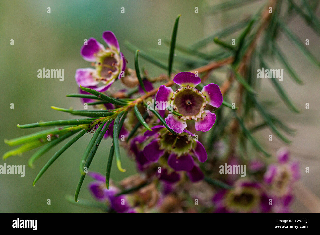 The flowers of a Geraldton waxflower (Chamelaucium uncinatum Stock ...