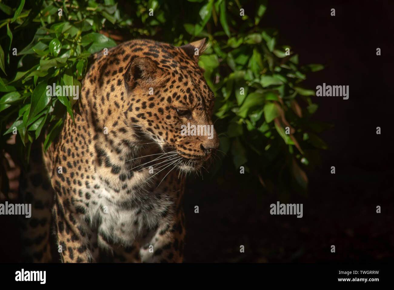 Wild animals, Leopard in Sri Lanka Stock Photo - Alamy