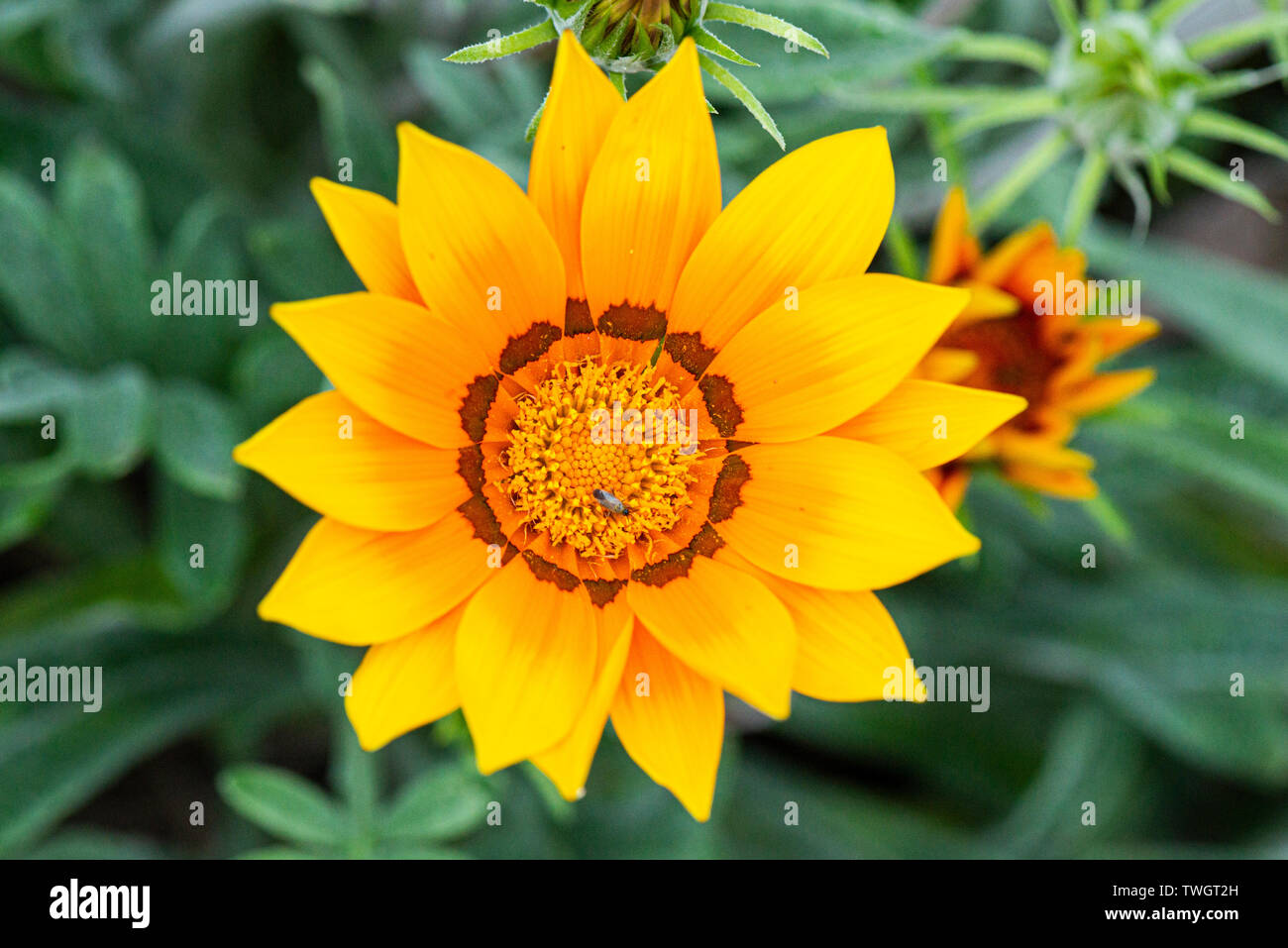 Rigid treasure flower hi-res stock photography and images - Alamy