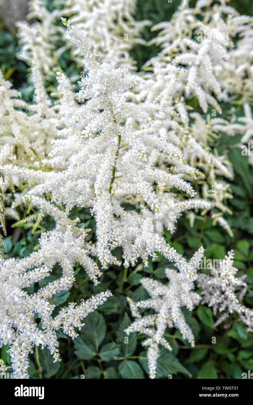 Astilbes hi-res stock photography and images - Alamy