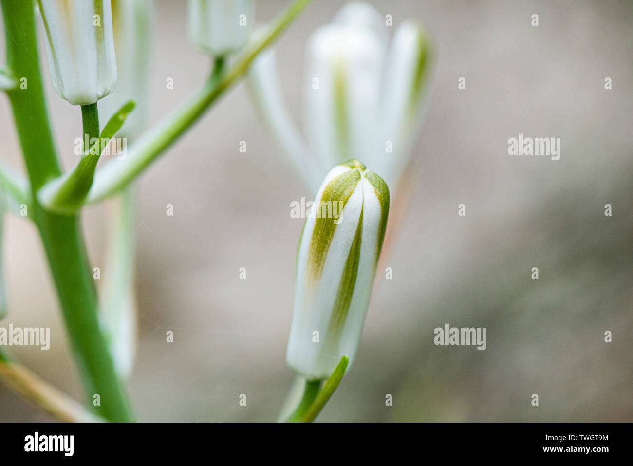 The white and green flower buds of a Nelson's slime lily (Albuca ...