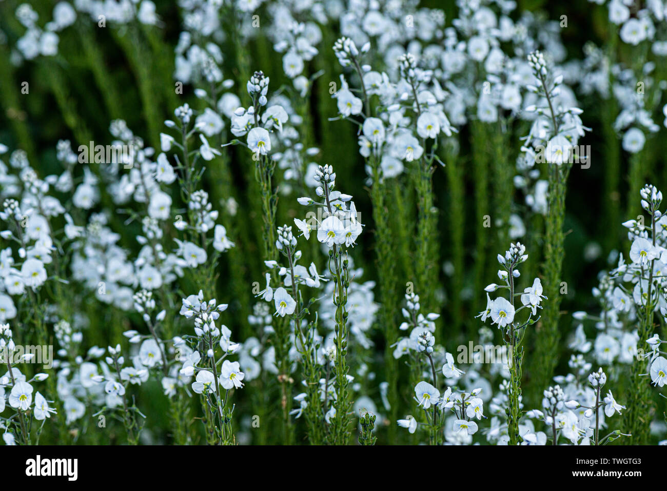 Gentian speedwell 'Tissington White' (Veronica gentianoides 'Tissington ...