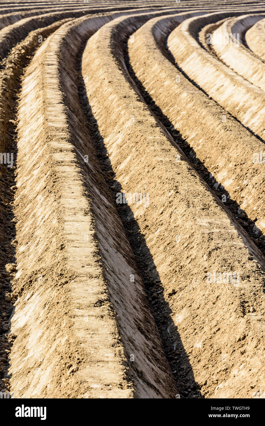 Deep and regular, curved furrows in a freshly plowed field in the ...