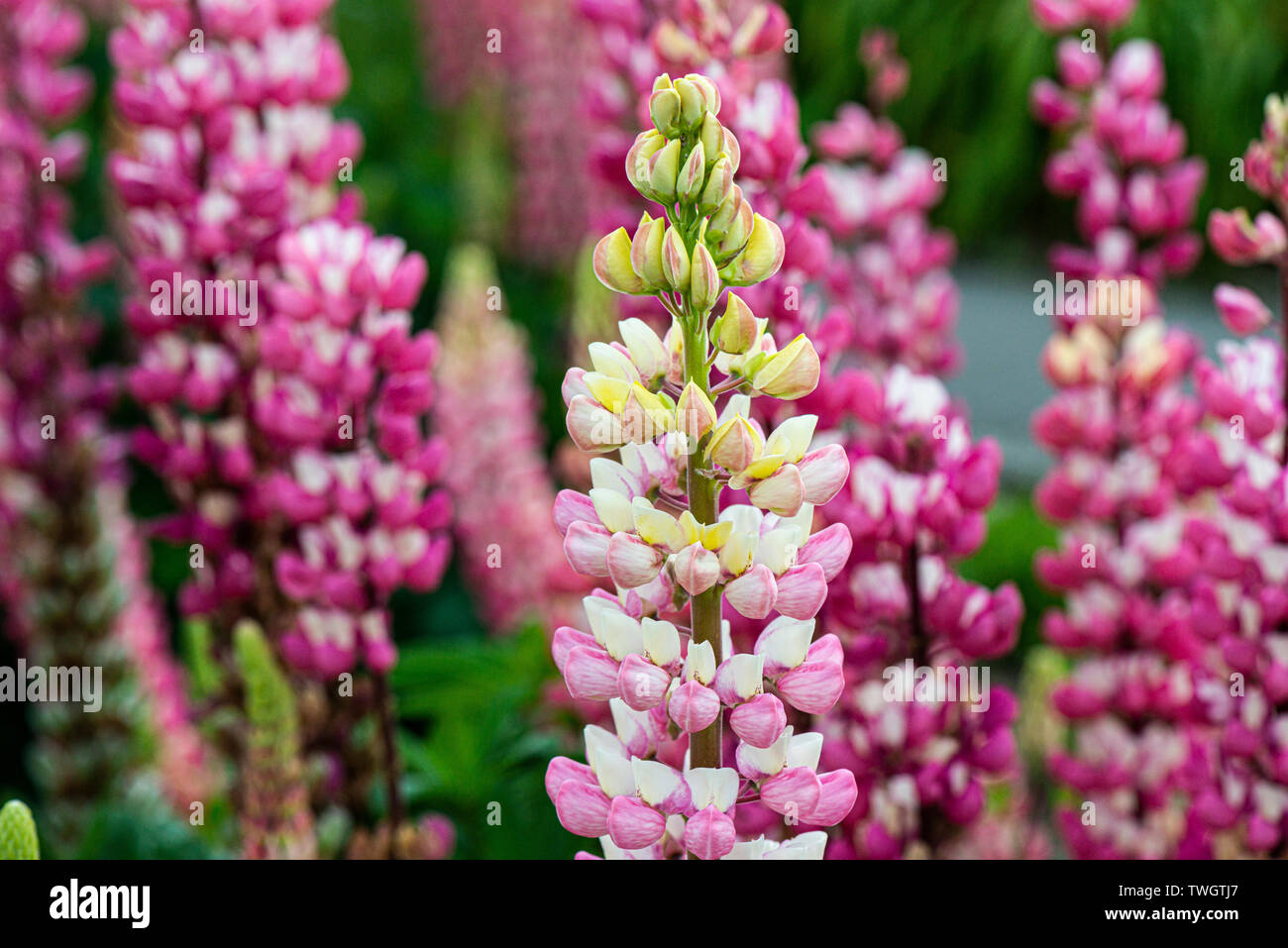 Lupin 'The Chatelaine' (Lupinus 'The Chatelaine') in flower Stock Photo ...
