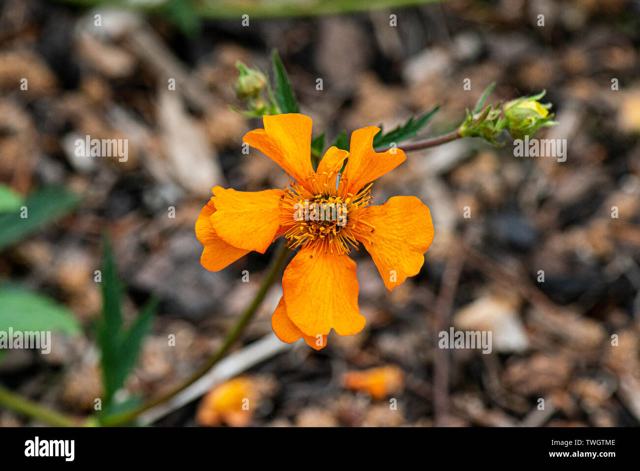 Fireball flower hi-res stock photography and images - Alamy
