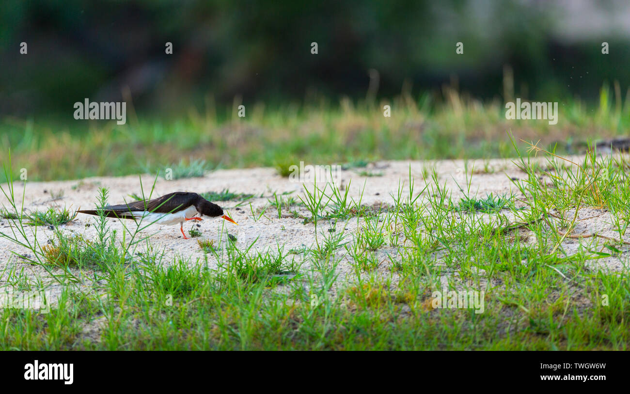 African skimmer rayador africano hi-res stock photography and images ...