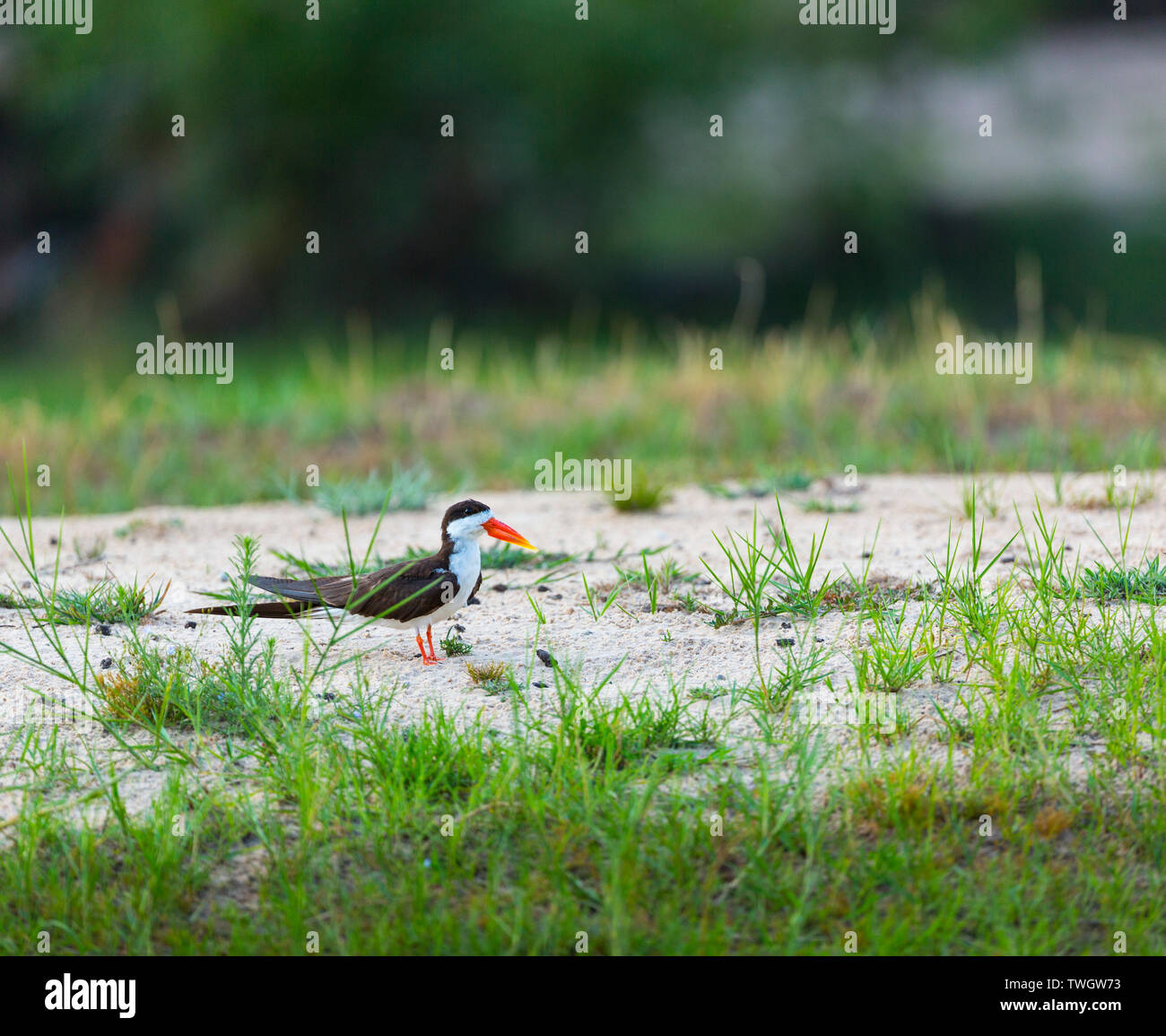 African skimmer rayador africano hi-res stock photography and images ...