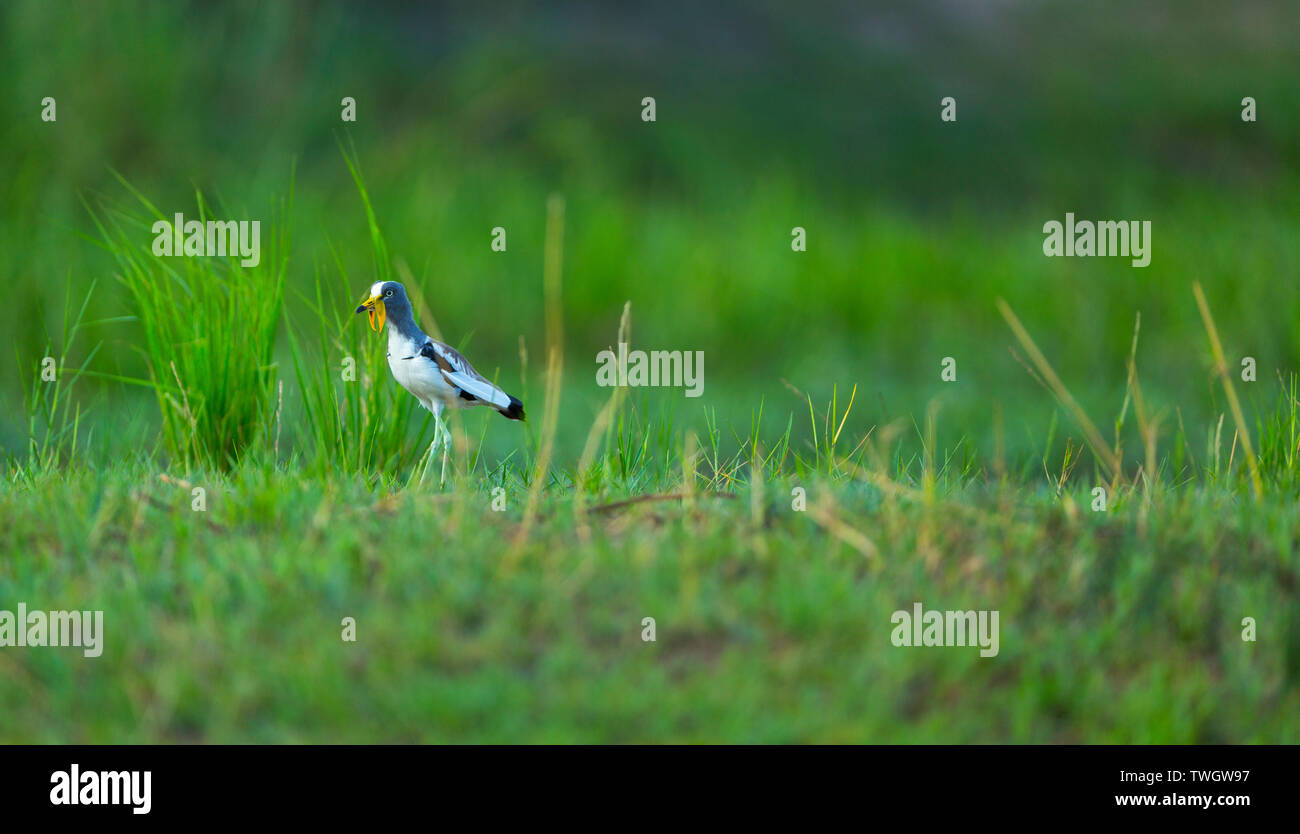 White-crowned Lapwing, White-headed Lapwing, White-headed Plover or ...