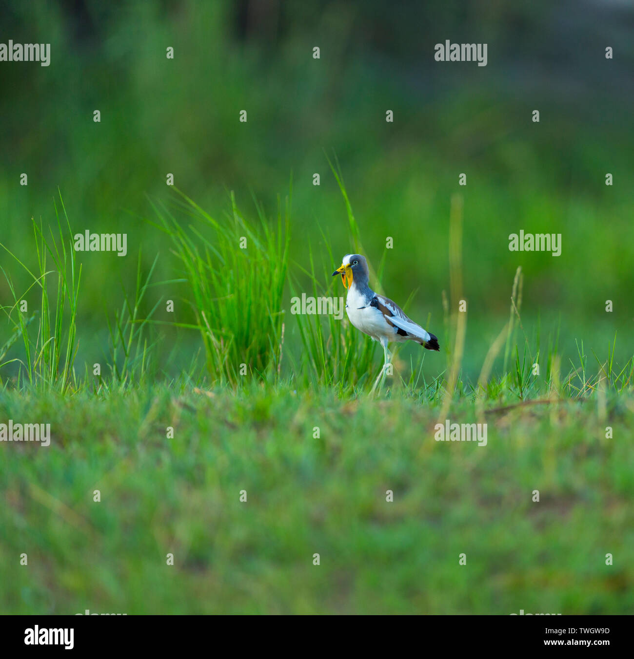 White-crowned Lapwing, White-headed Lapwing, White-headed Plover or ...