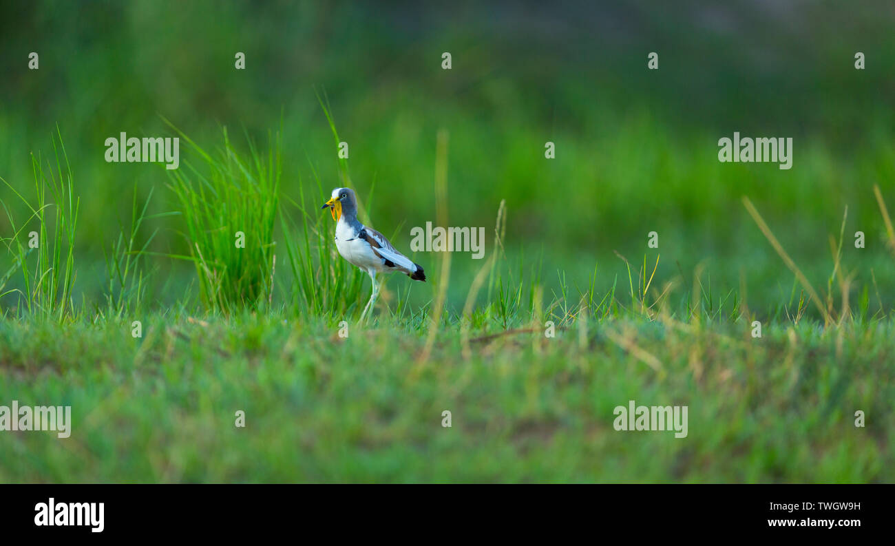 White-crowned Lapwing, White-headed Lapwing, White-headed Plover or ...