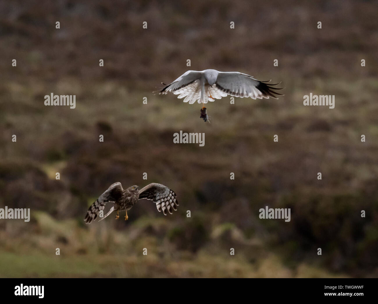 Hen harriers passing food hi-res stock photography and images - Alamy
