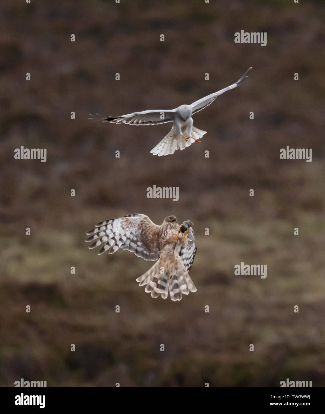 Female Hen Harrier Uk Stock Photos & Female Hen Harrier Uk Stock Images ...