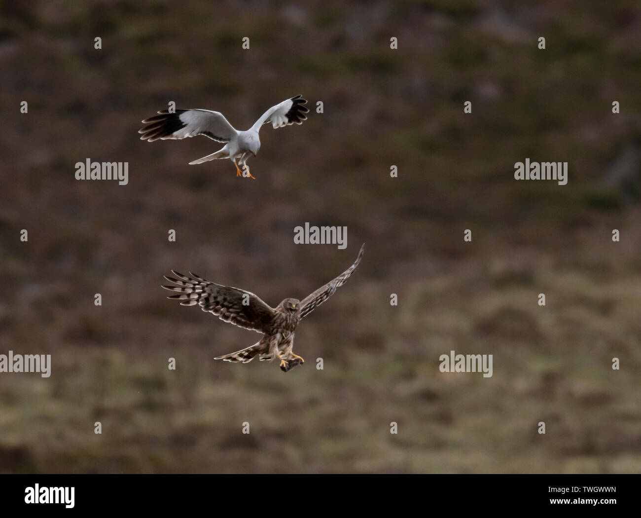 A pair of Hen Harriers (Circus cyaneus) perform a dramatic food pass ...