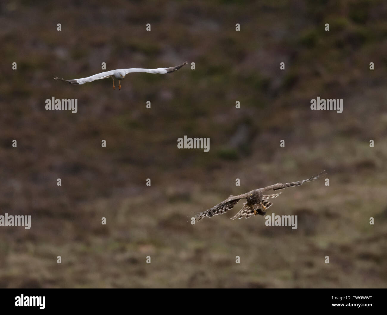 Hen harriers scotland hi-res stock photography and images - Alamy