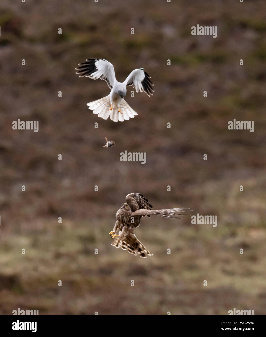 A pair of Hen Harriers (Circus cyaneus) perform a dramatic food pass ...