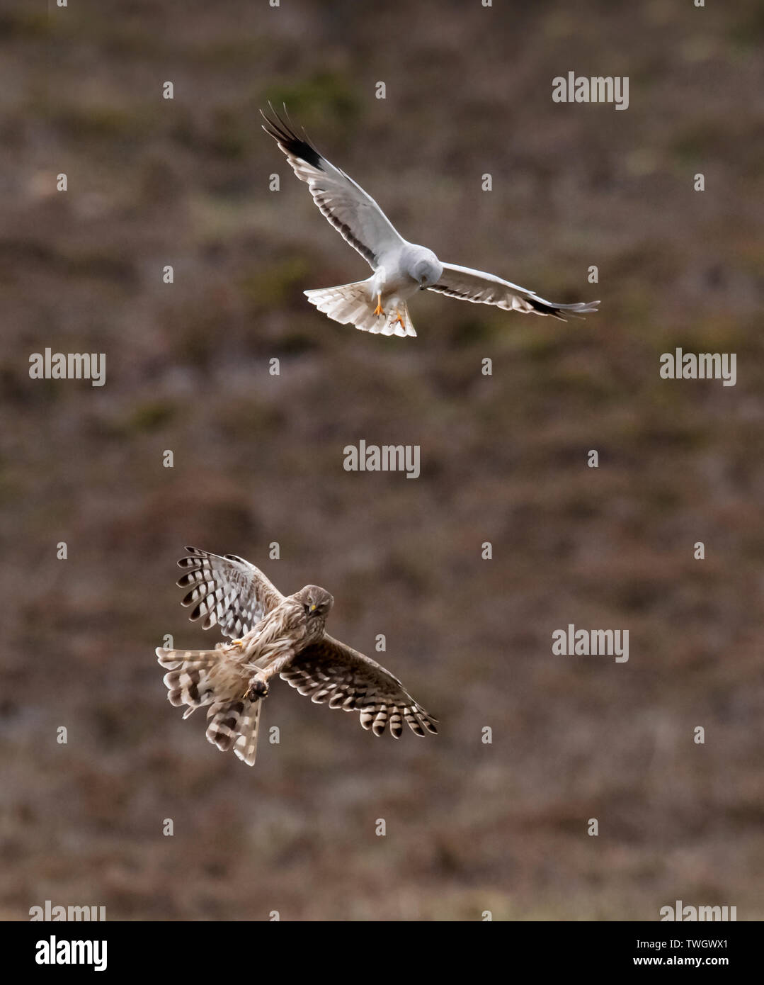 Hen harrier male uk hi-res stock photography and images - Alamy