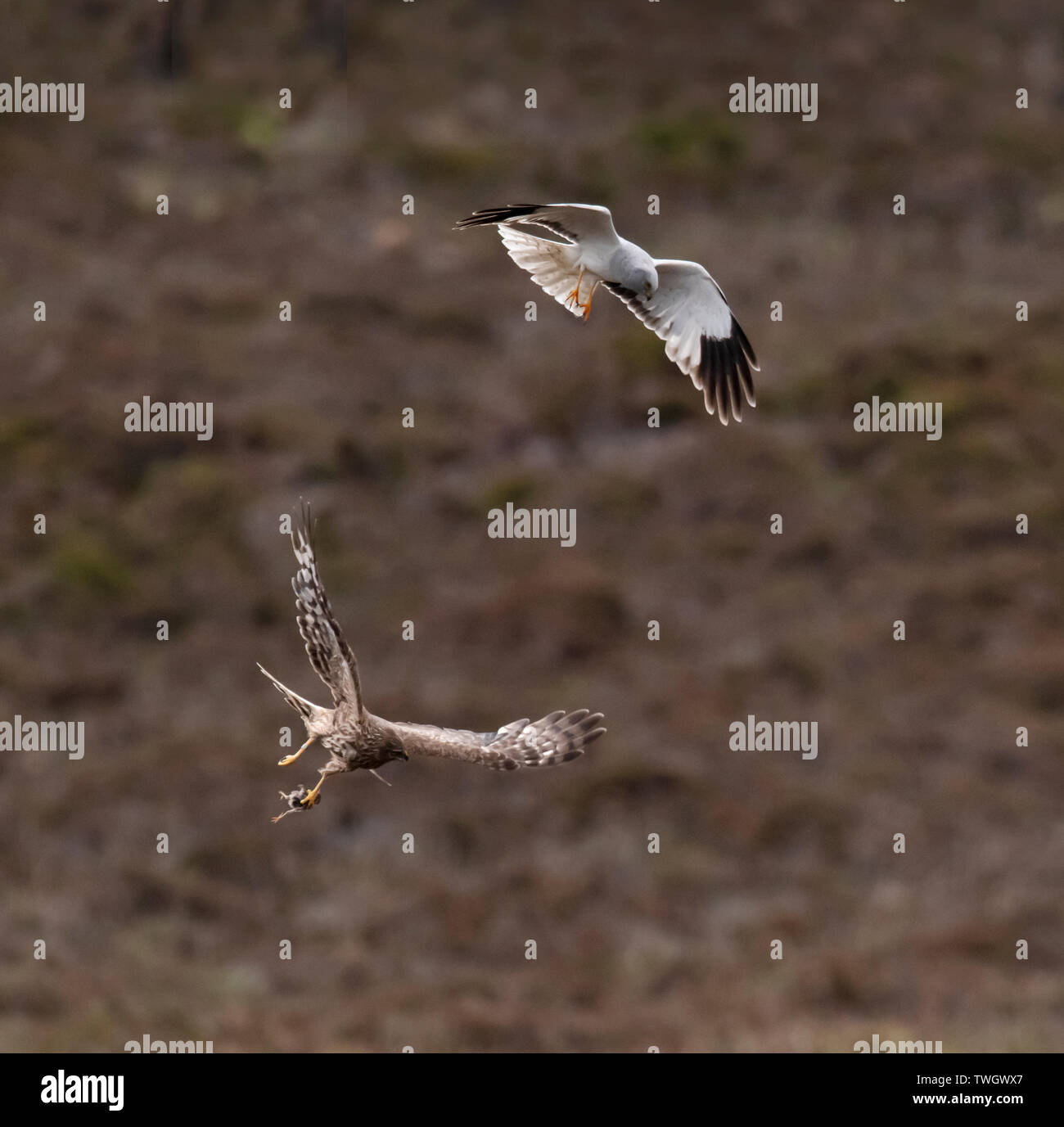 Female hen harrier uk hi-res stock photography and images - Alamy