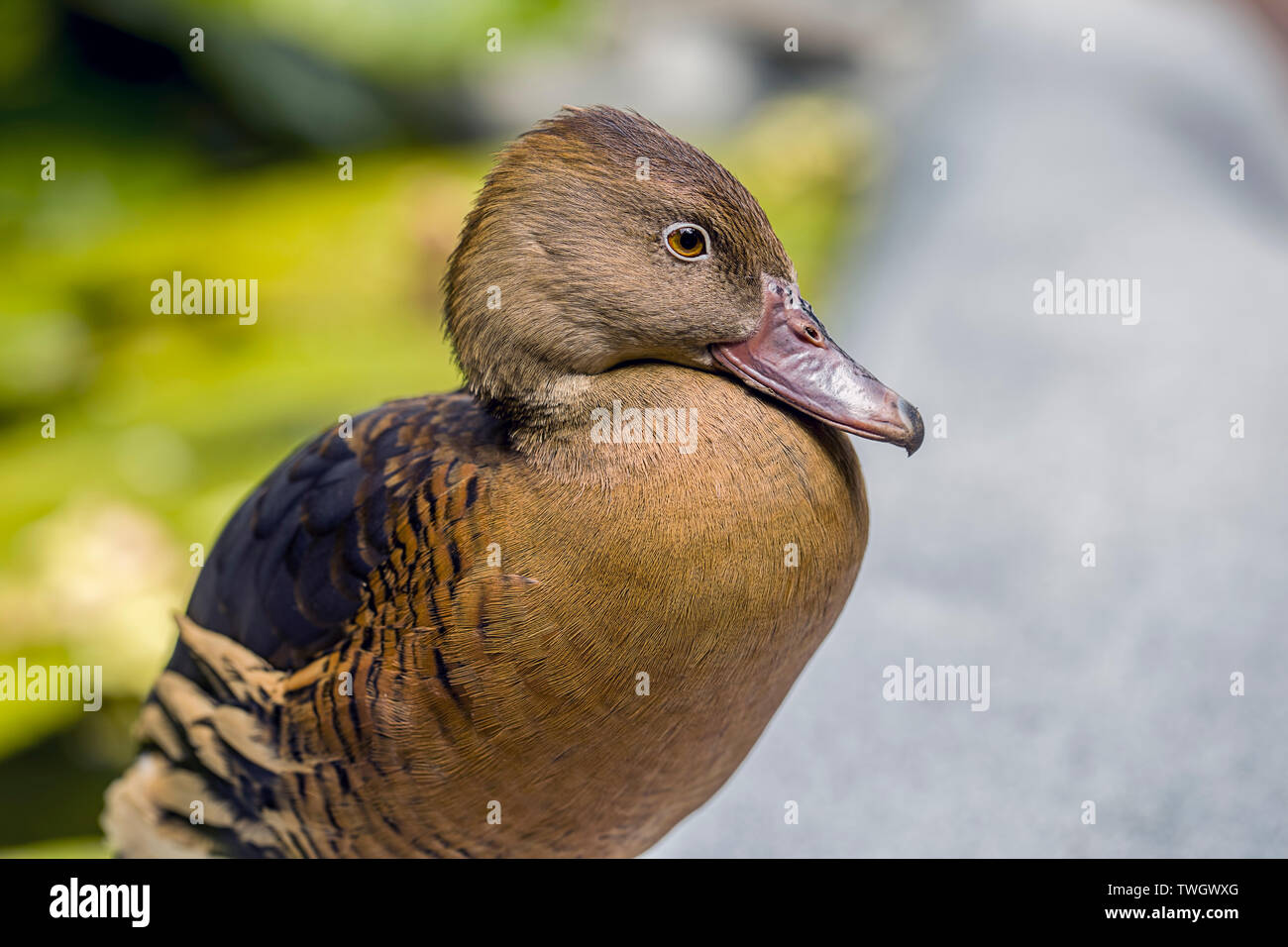 Whistling tree duck hi-res stock photography and images - Alamy
