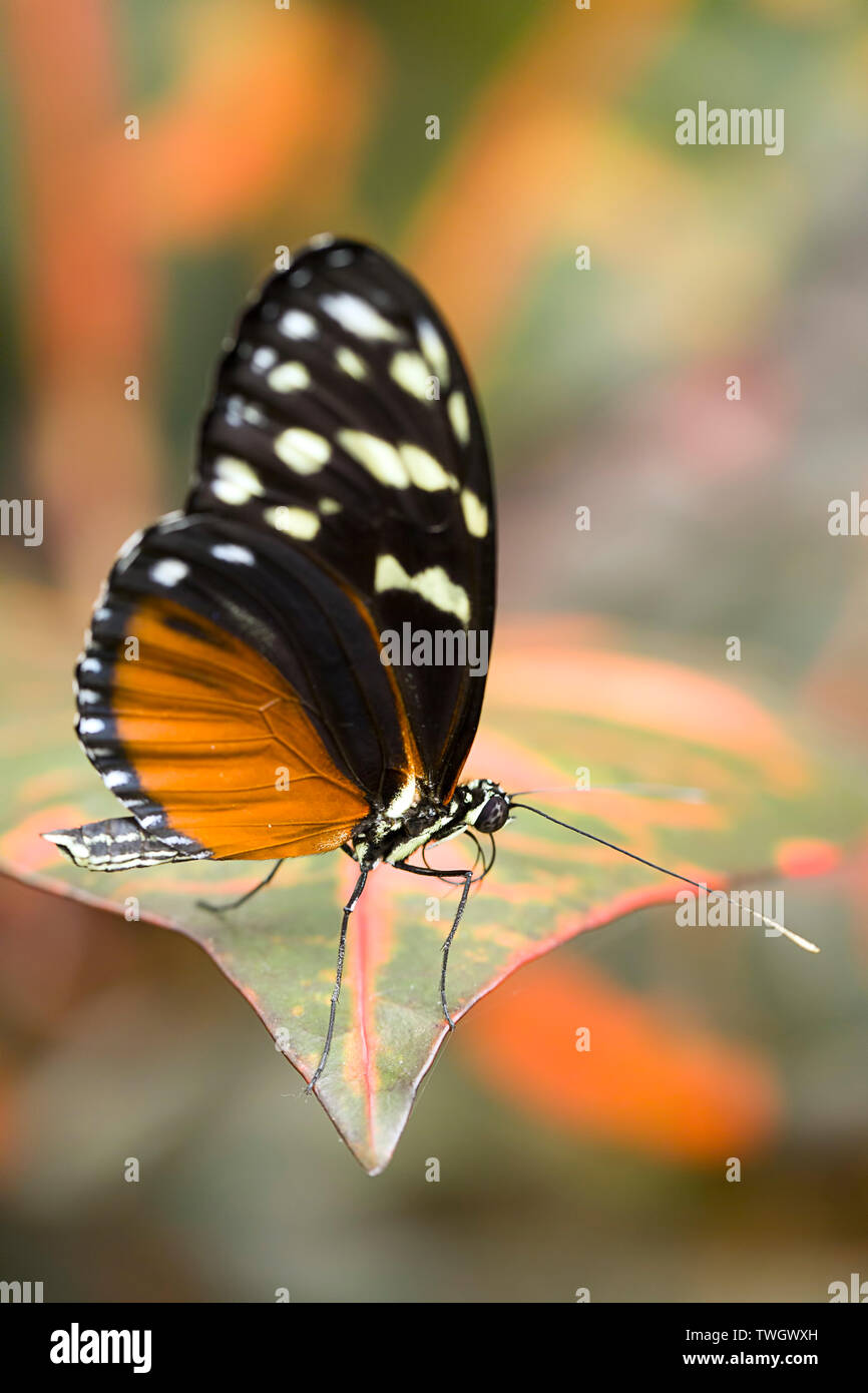 Victoria butterfly hi-res stock photography and images - Alamy