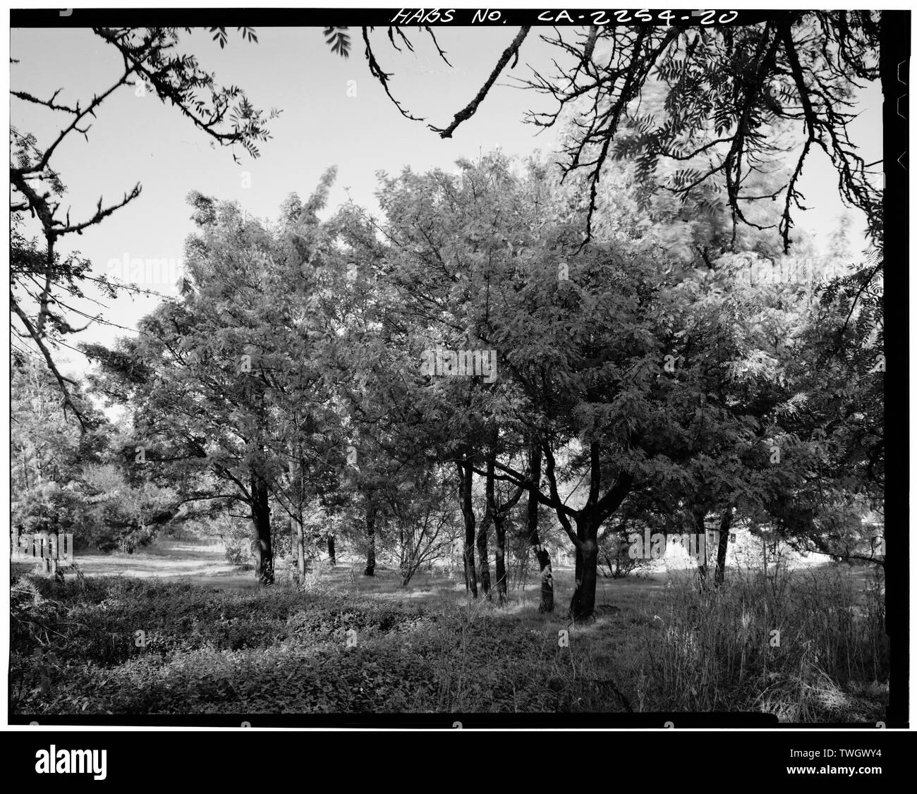 Plants growing from ash Cut Out Stock Images & Pictures - Alamy