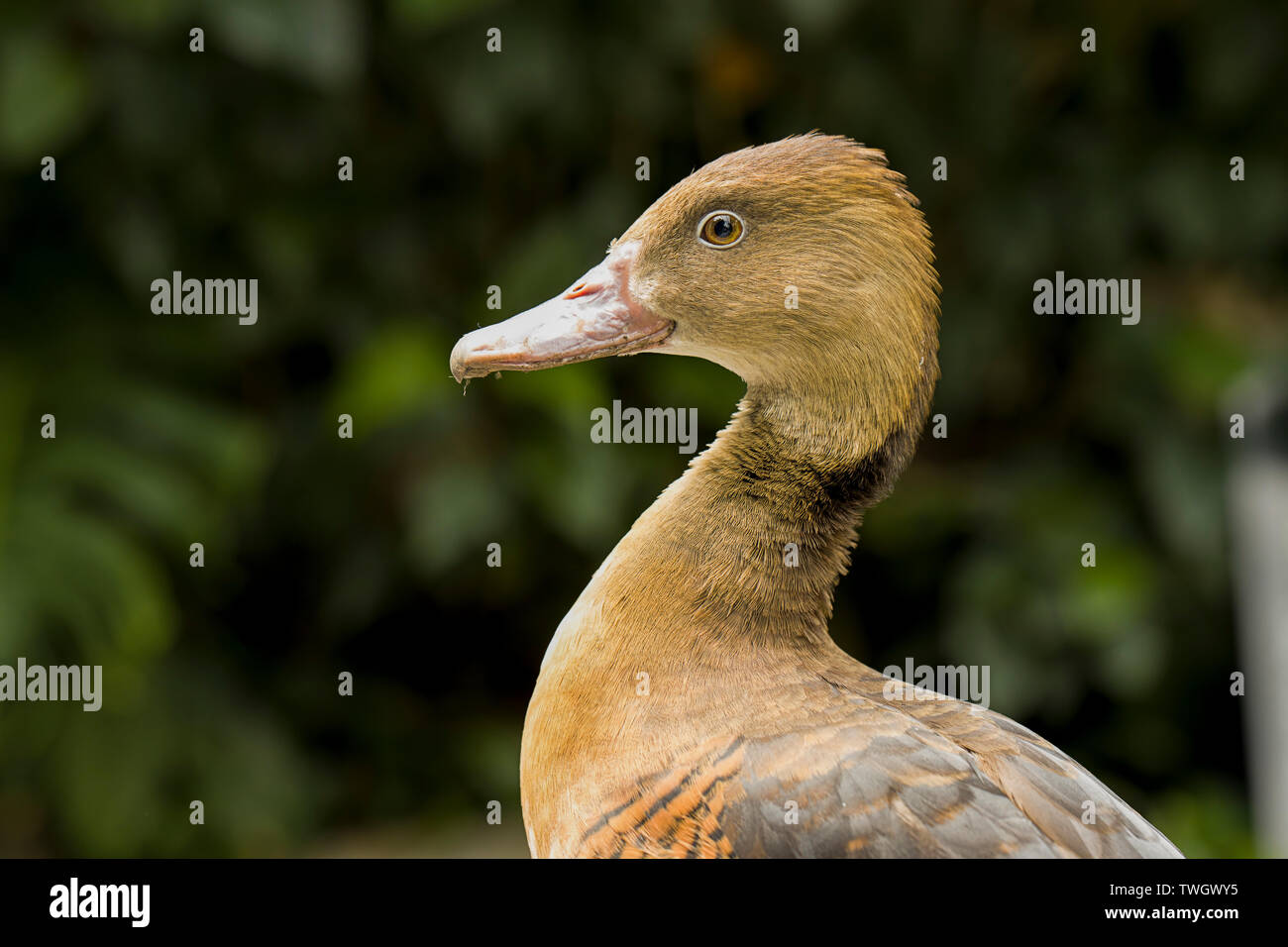 Whistling tree duck hi-res stock photography and images - Alamy