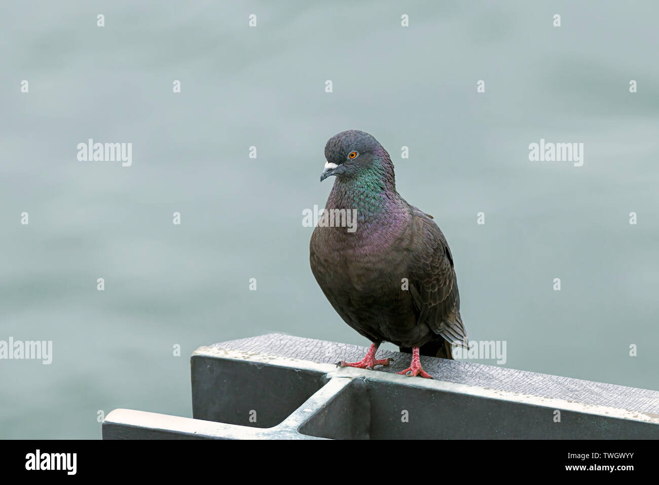 Colorful pigeon hi-res stock photography and images - Alamy