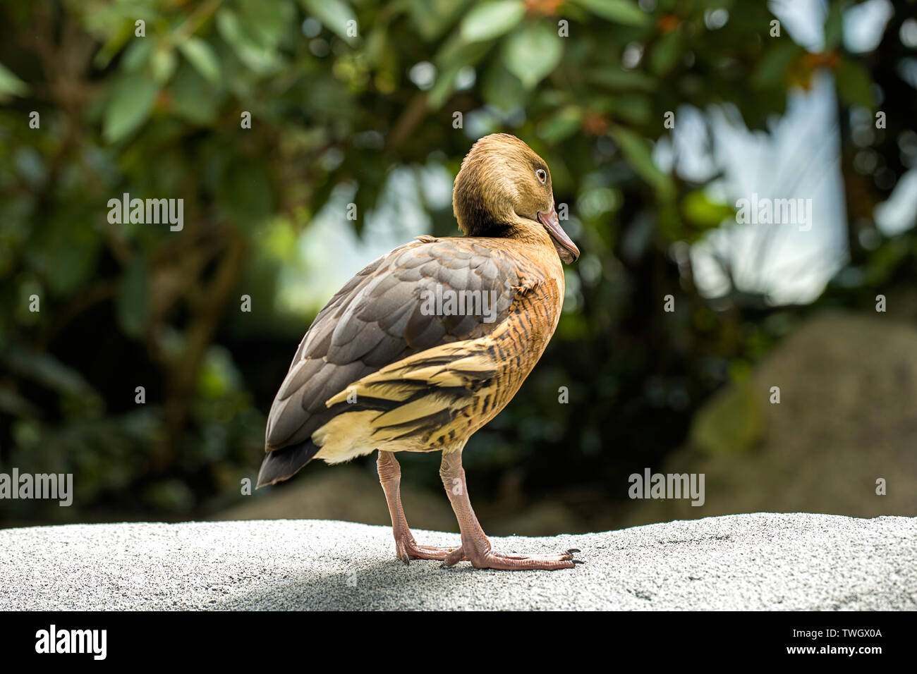 Whistling tree duck hi-res stock photography and images - Alamy