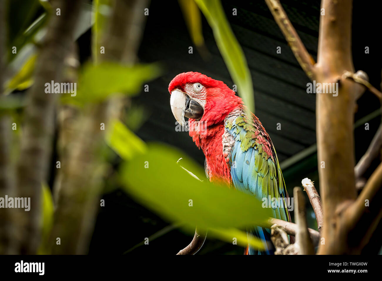 A colorful parrot is perched in a butterfly garden in Sidney, BC Canada ...