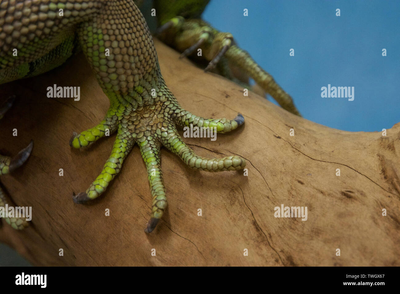 Leg showing hi-res stock photography and images - Alamy