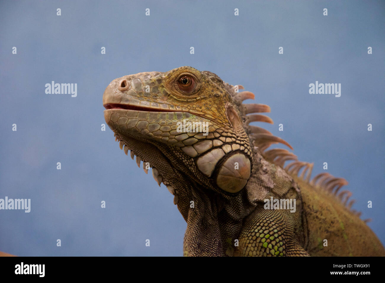 Lizard in Antigua Stock Photo - Alamy